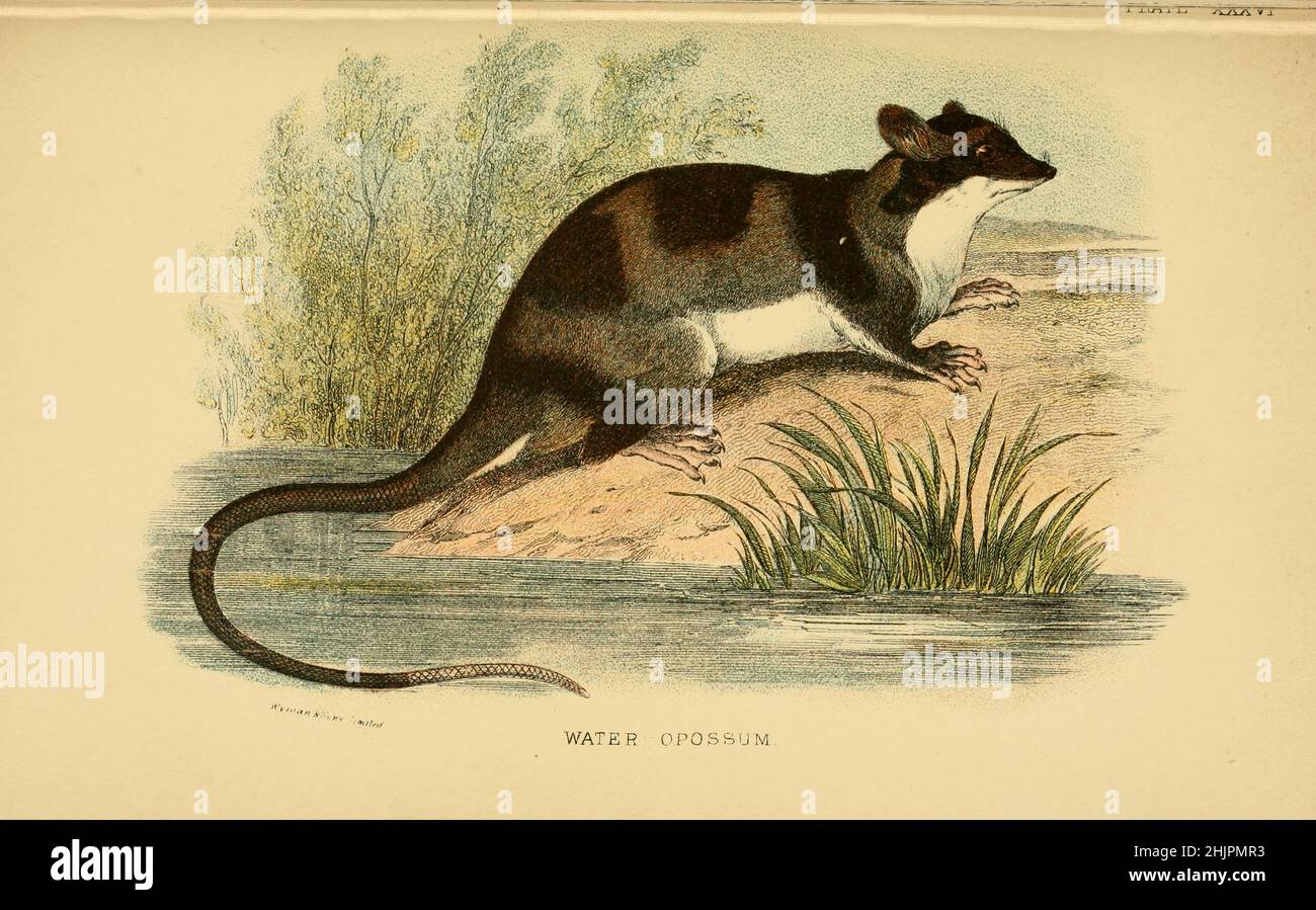 Opossum pouch hi-res stock photography and images - Alamy