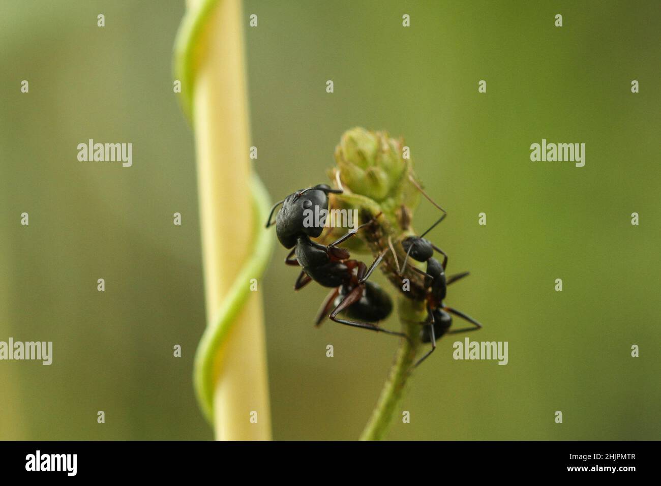 Common ants on a plant Stock Photo - Alamy