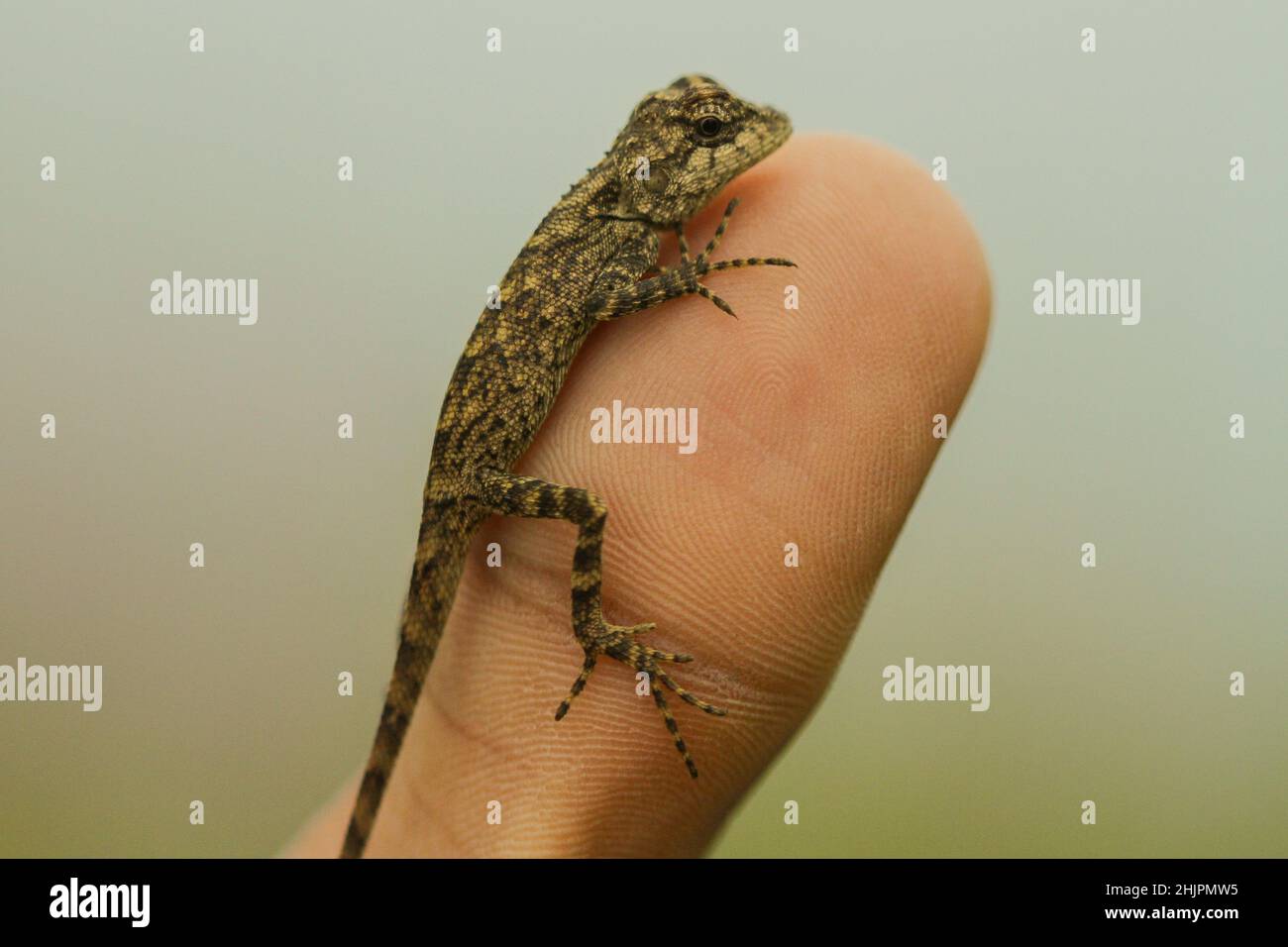 Lizard finger texture hi-res stock photography and images - Alamy