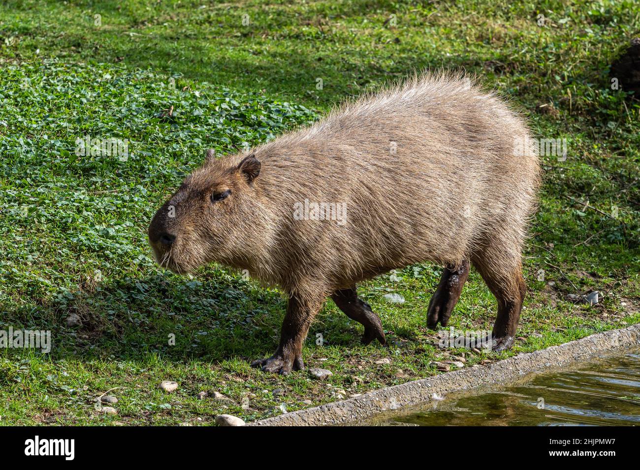 The capybara, Hydrochoerus hydrochaeris is a mammal native to South ...