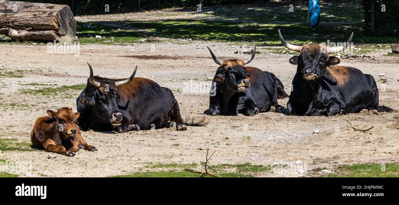 Heck cattle, Bos primigenius taurus, claimed to resemble the extinct ...