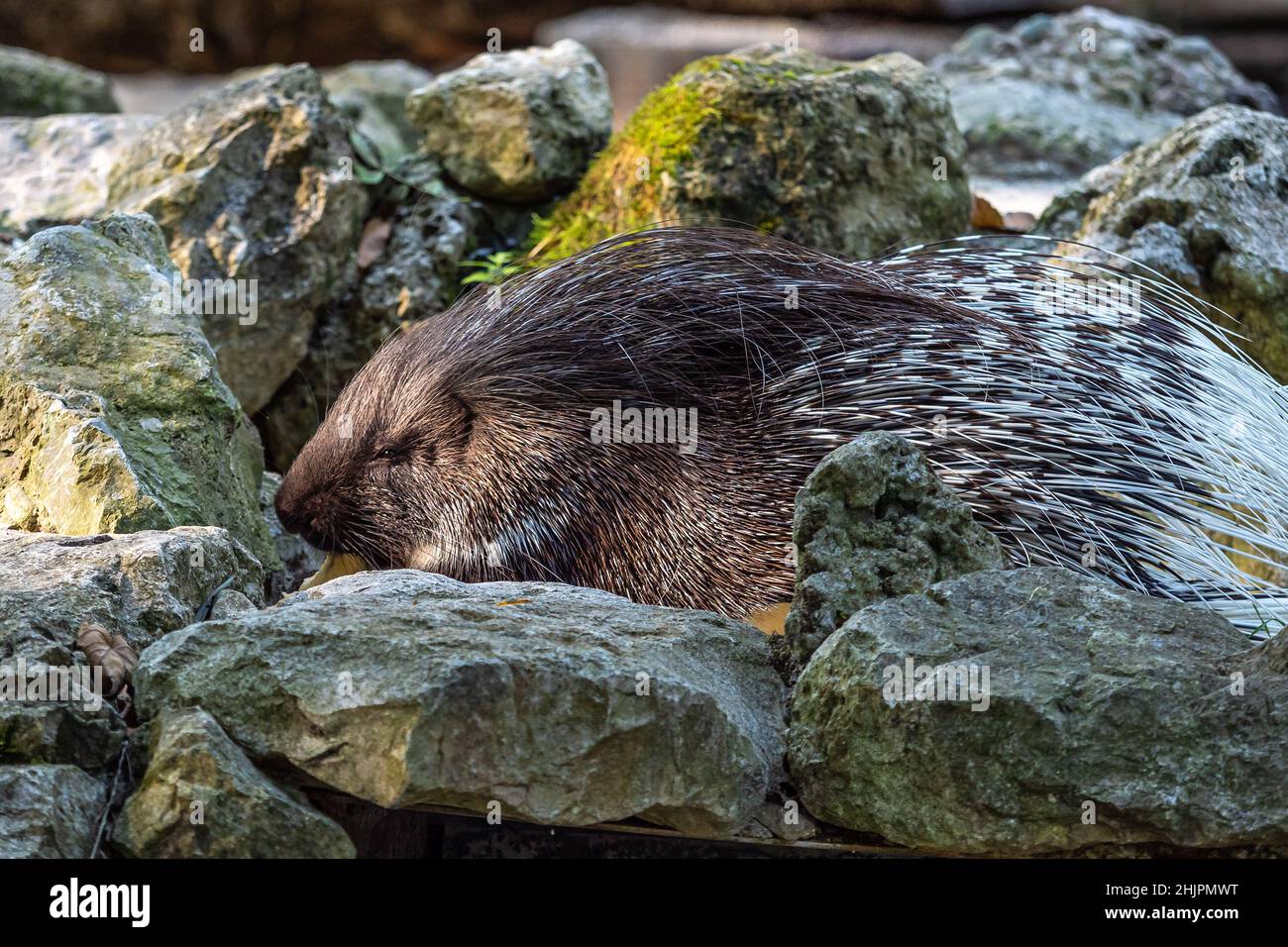 The Indian crested Porcupine, Hystrix indica or Indian porcupine, is a ...