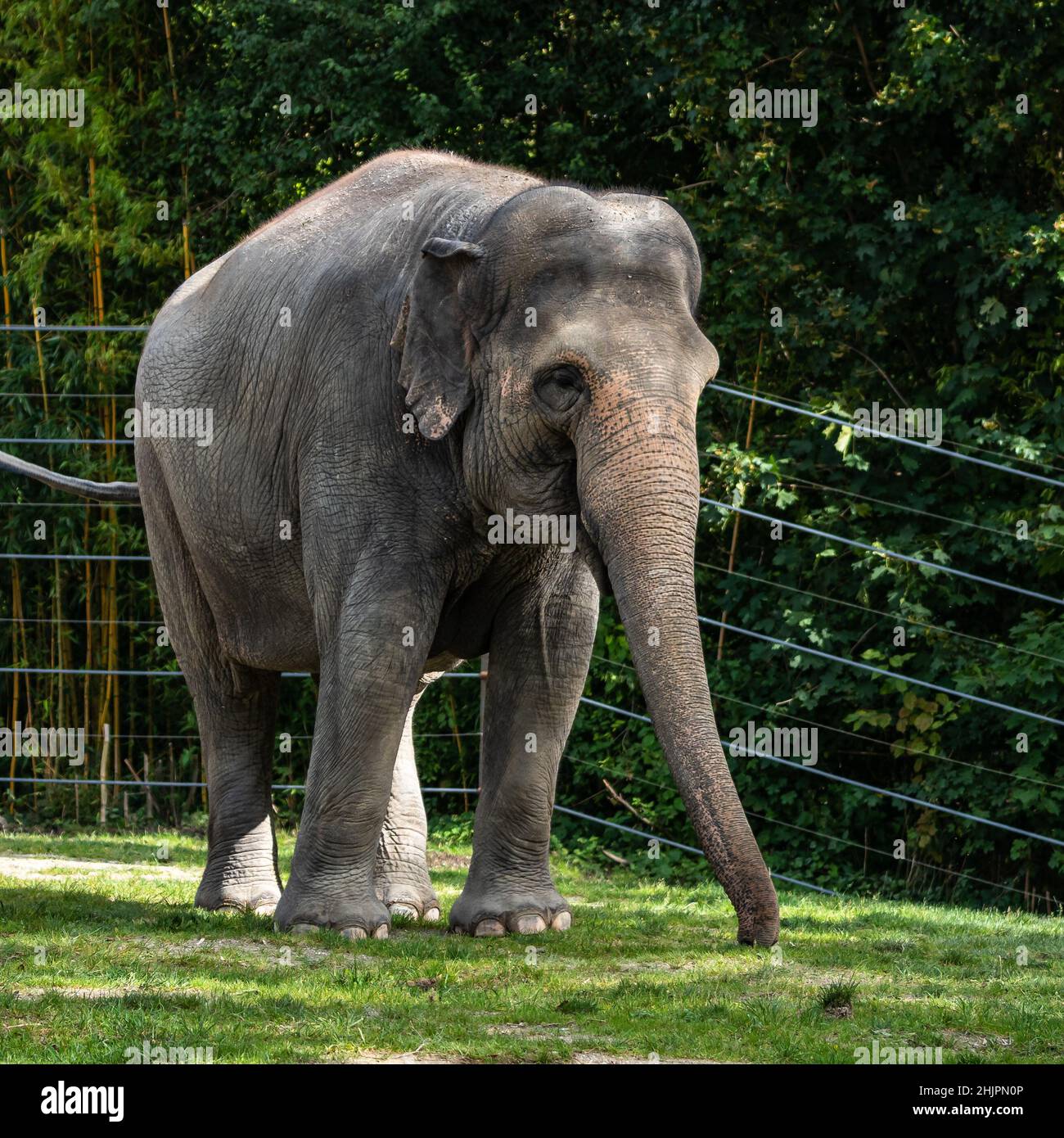 The Asian elephant, Elephas maximus also called Asiatic elephant, is ...