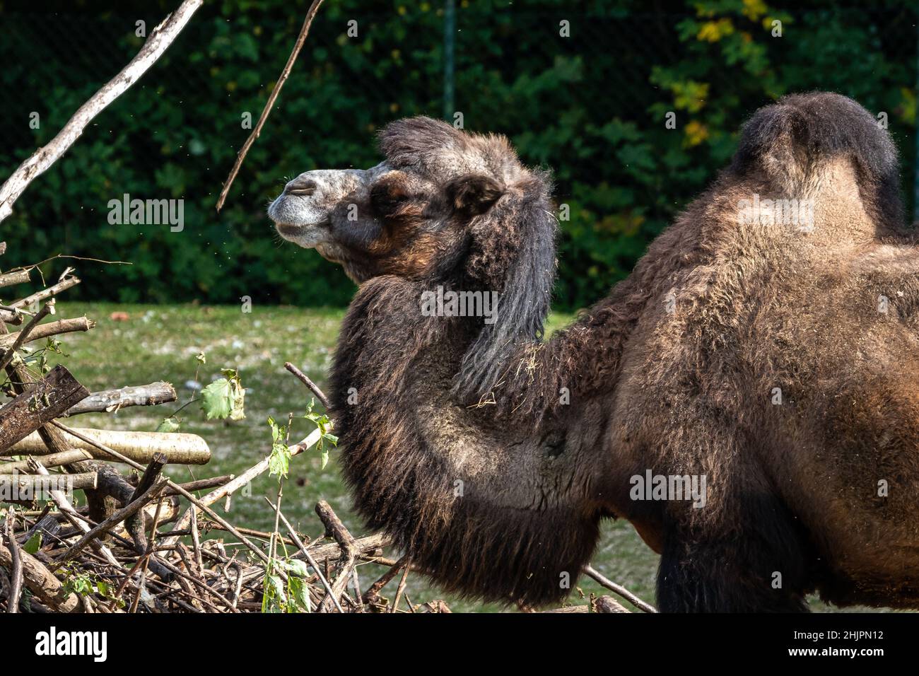 The Bactrian camels, Camelus bactrianus is a large, even-toed ungulate ...