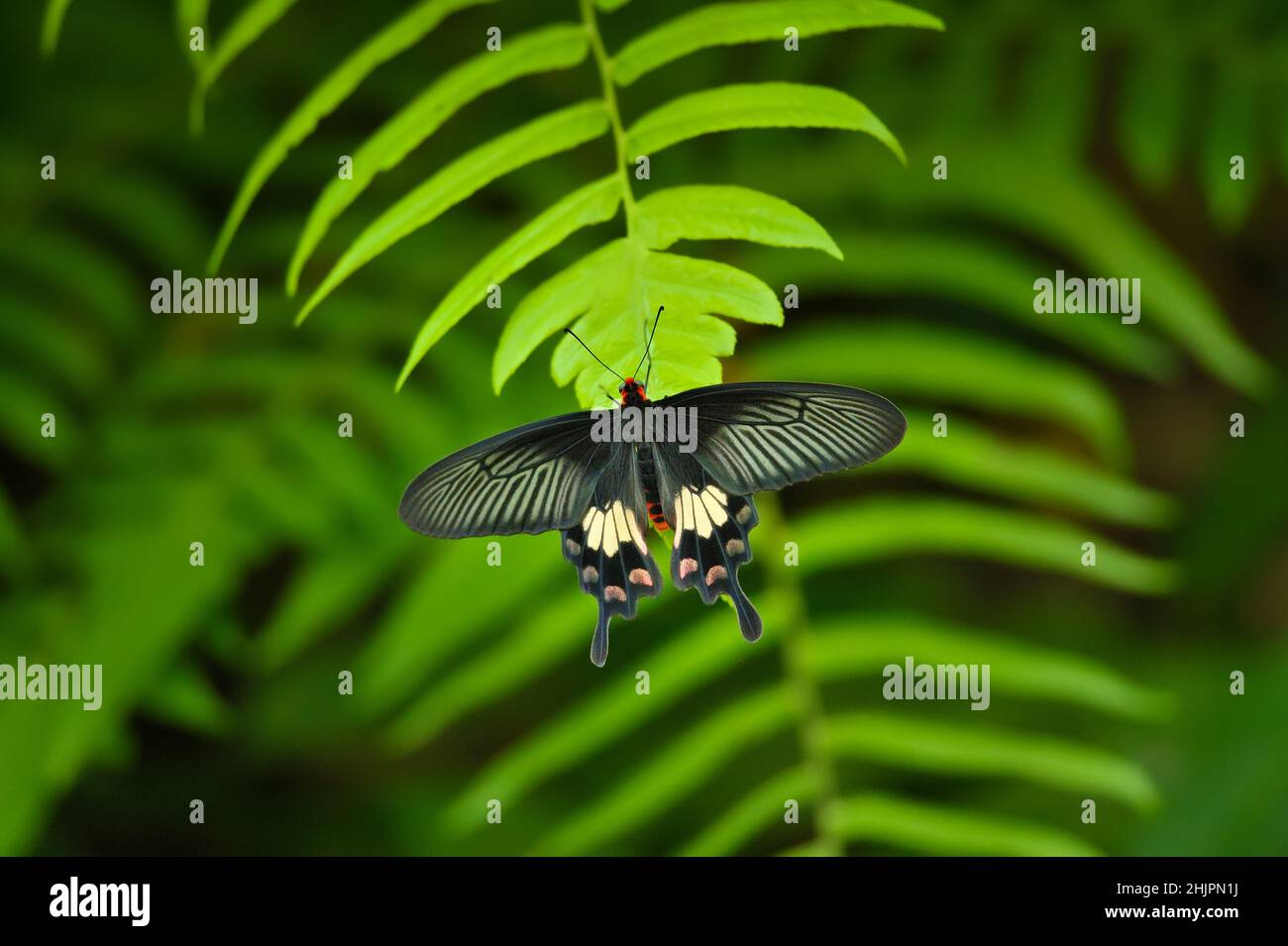 Butterfly at rest Stock Photo - Alamy