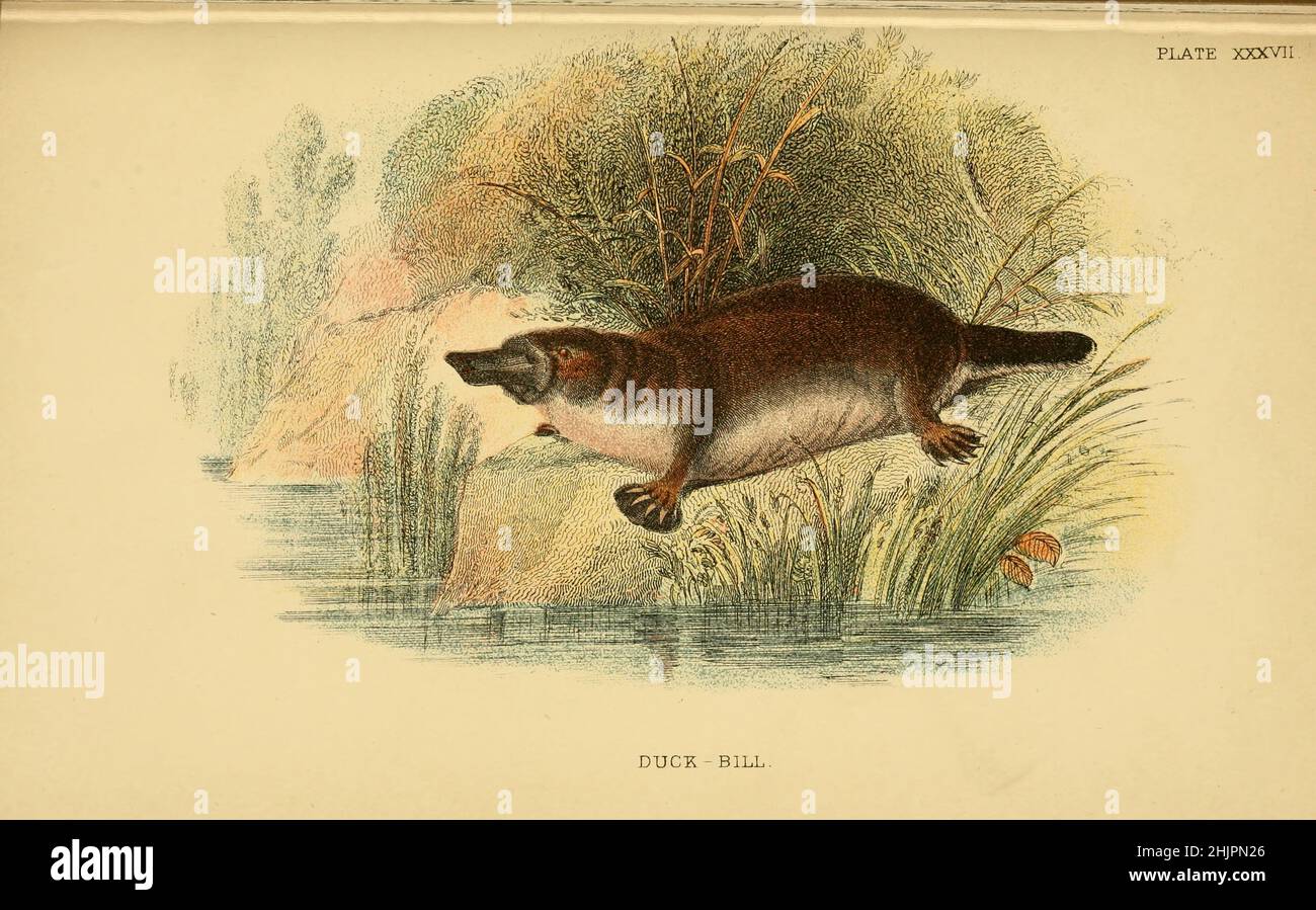The platypus (Ornithorhynchus anatinus), sometimes referred to as the ...