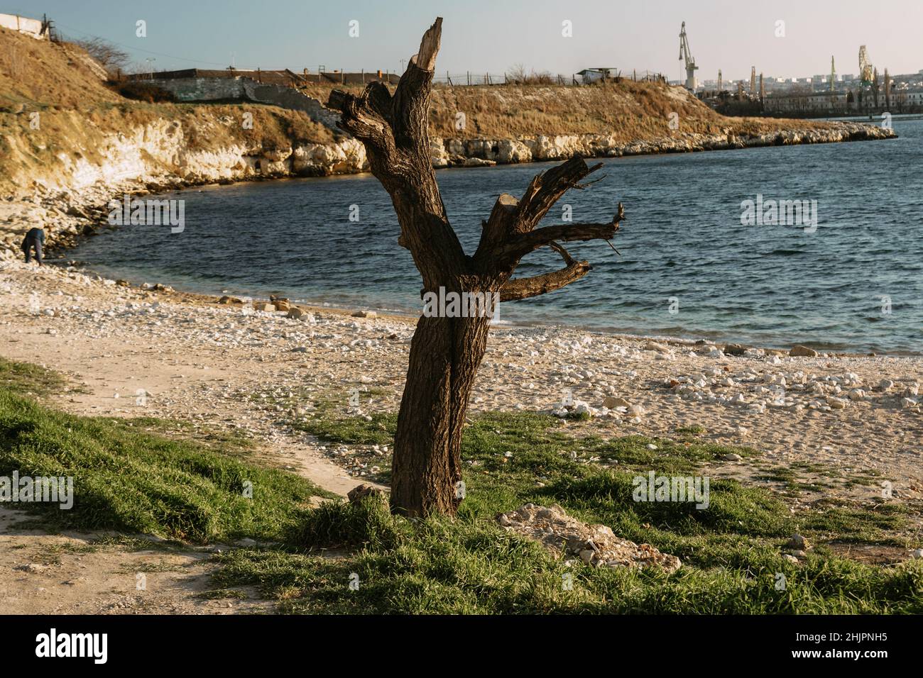 Sawn off branches hi-res stock photography and images - Alamy