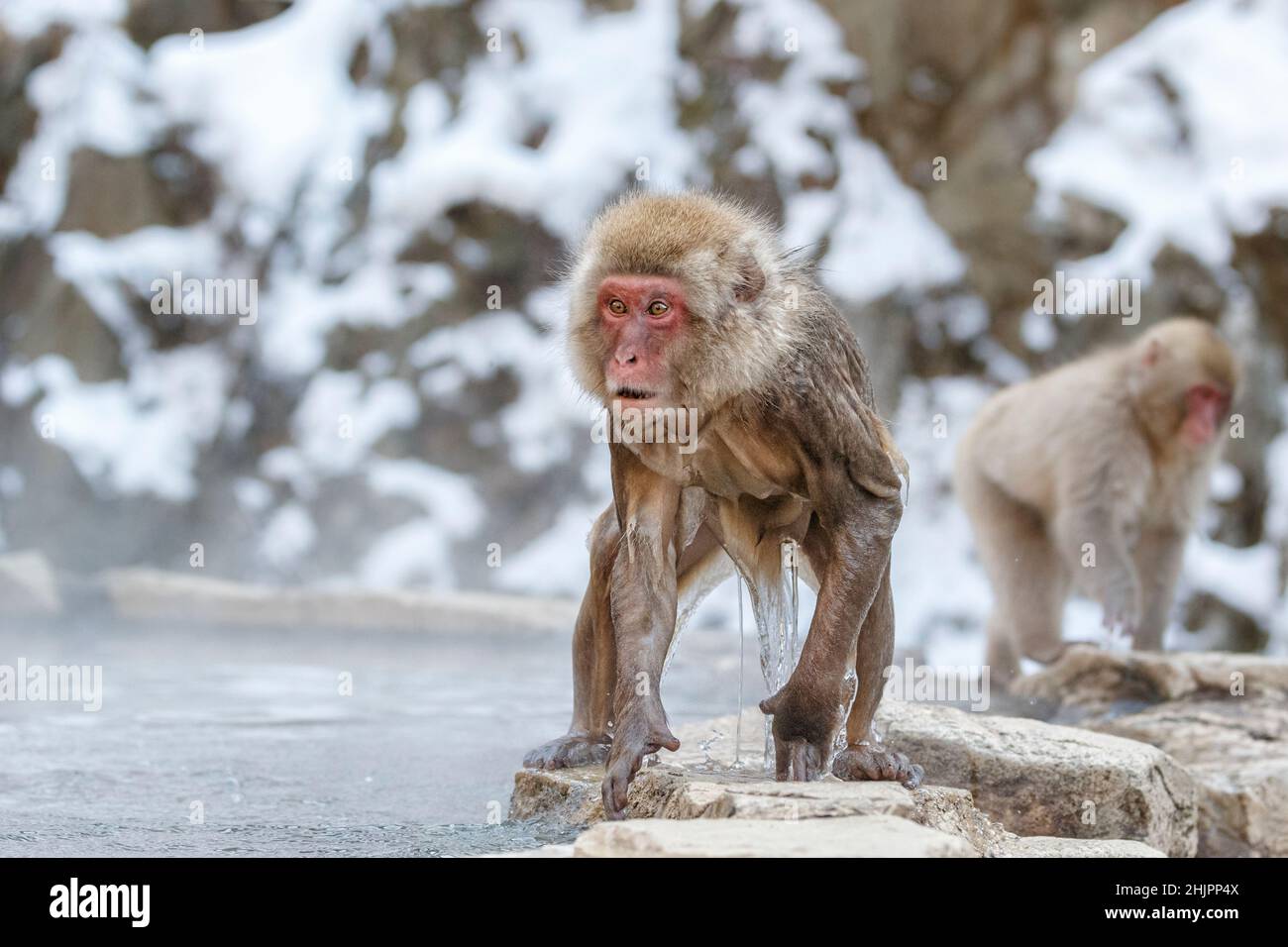 Angry snow monkey hi-res stock photography and images - Alamy
