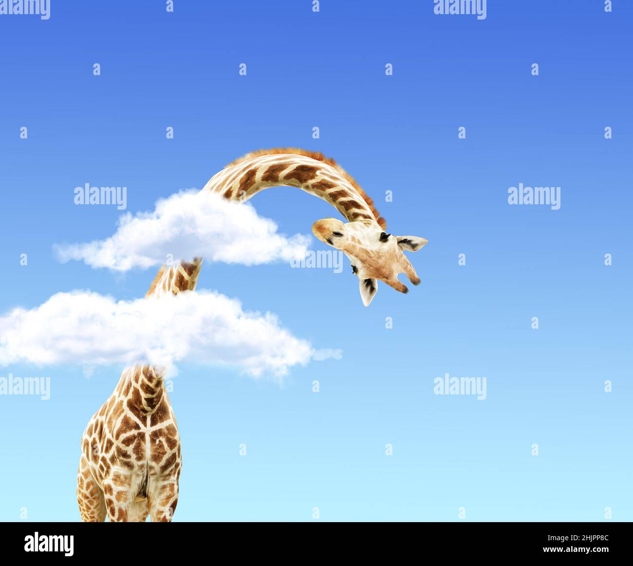 Giraffe face head hanging upside down. Curious gute giraffe peeks from ...