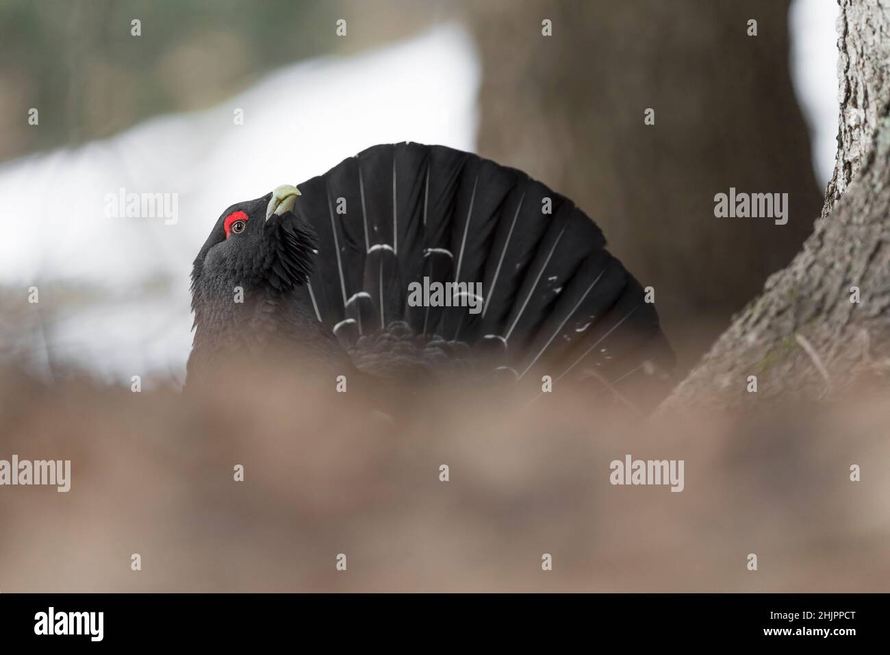 Face to face with the largest bird of grouse family, the Western ...