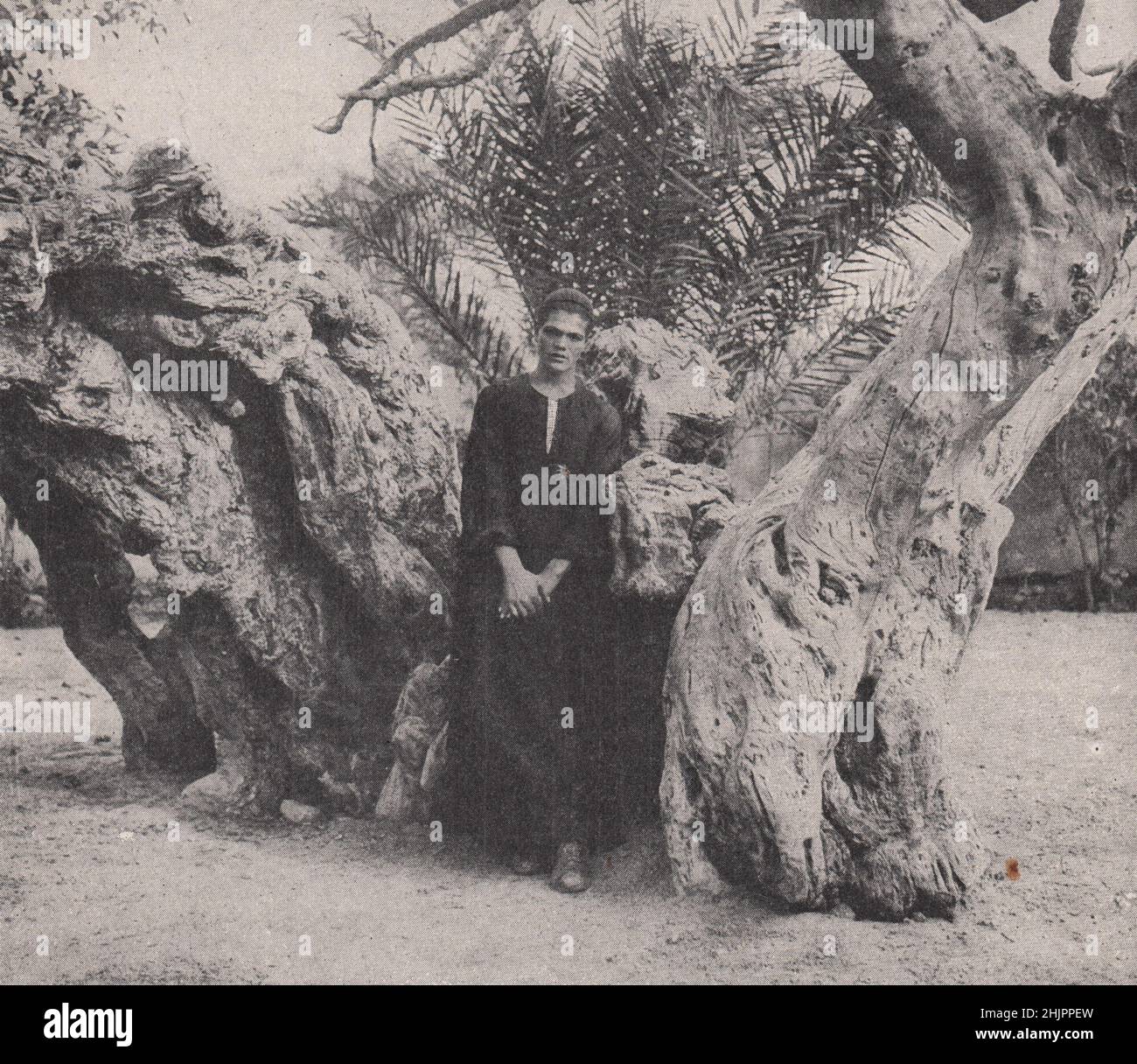 Gnarled Sycamore where the virgin is said to have rested. Egypt. Cairo ...