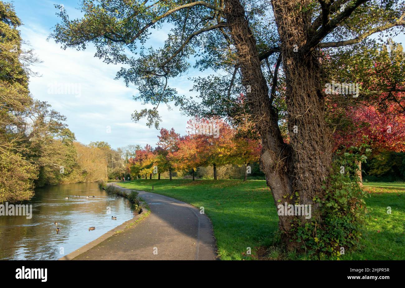 Colourful autumn maple trees lining the river Itchen on the Itchen ...