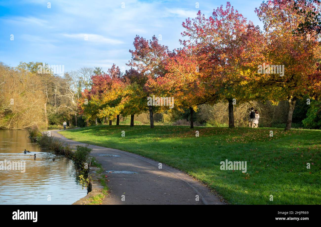 Colourful autumn maple trees lining the river Itchen on the Itchen ...