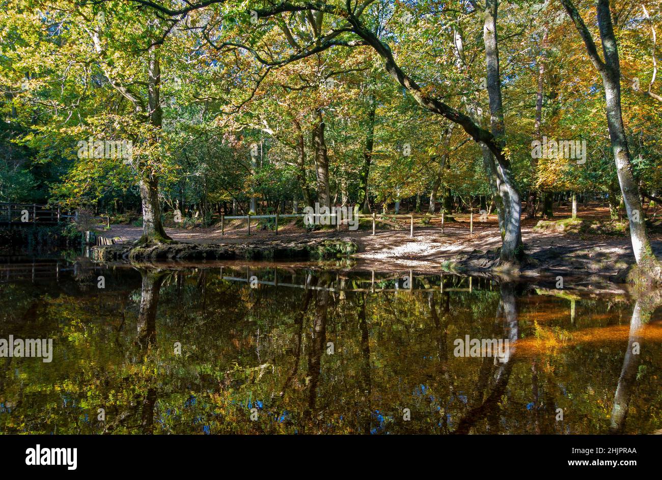 Autumn trees reflecting in river at Ober Water in the New Forest ...
