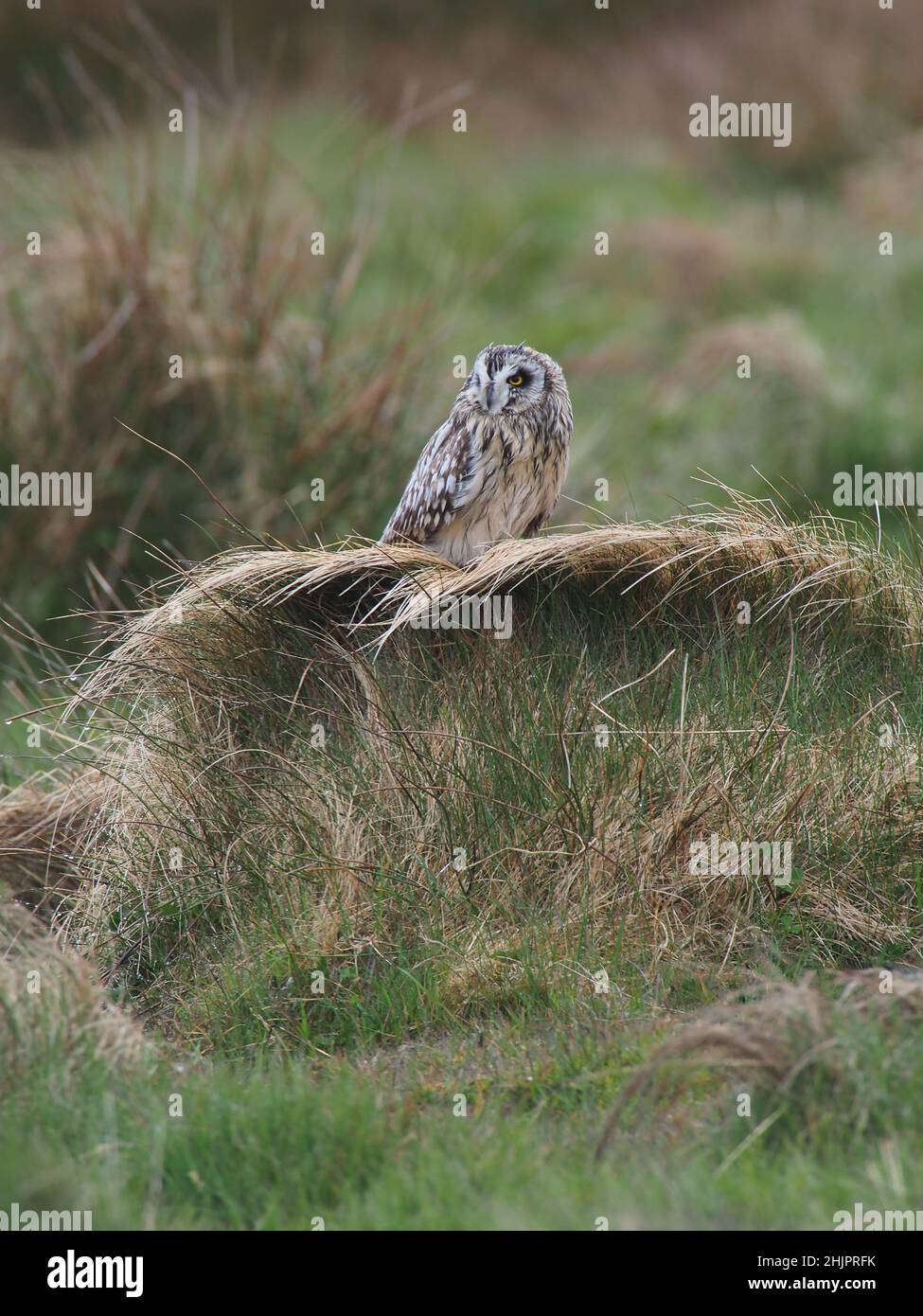 Especially voles hi-res stock photography and images - Alamy