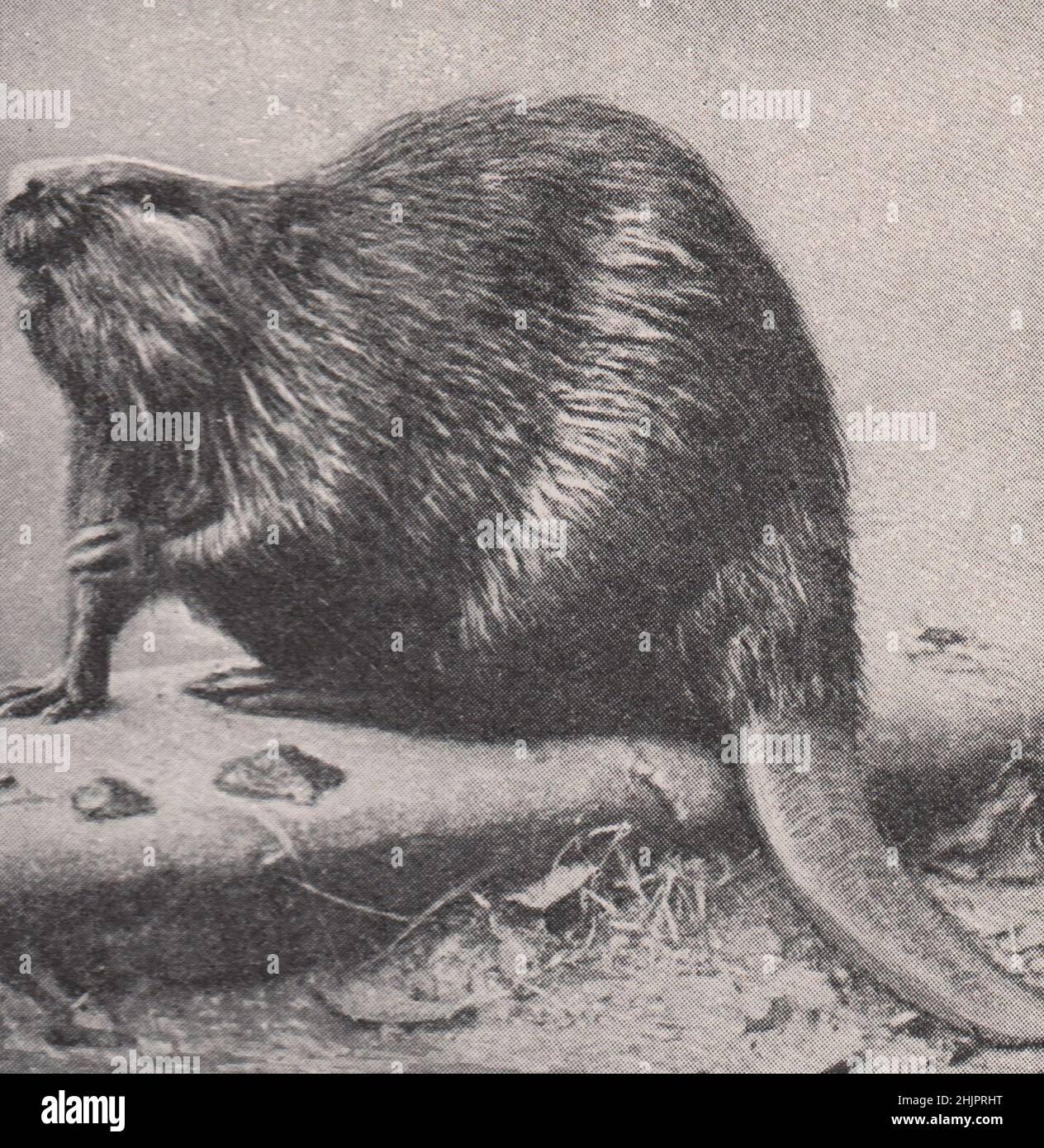 20th century canada hi-res stock photography and images - Alamy
