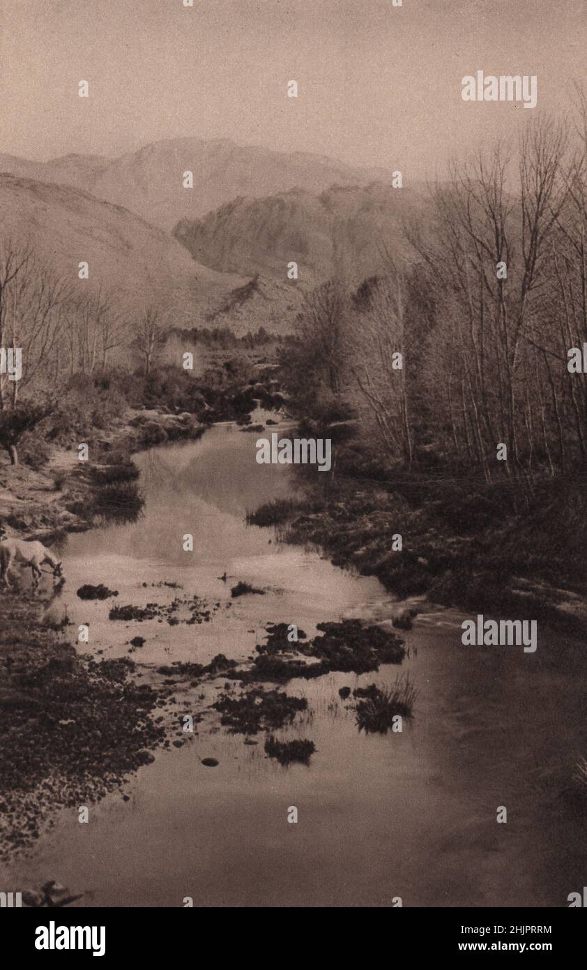 Trout swarm in the Dwars river where it skirts the Witzenberg mountains ...