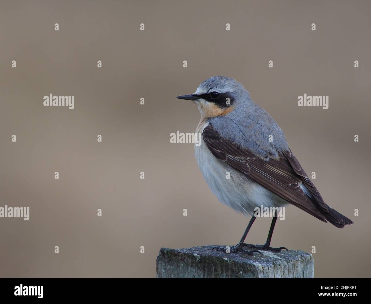 Breeds machair hi-res stock photography and images - Alamy