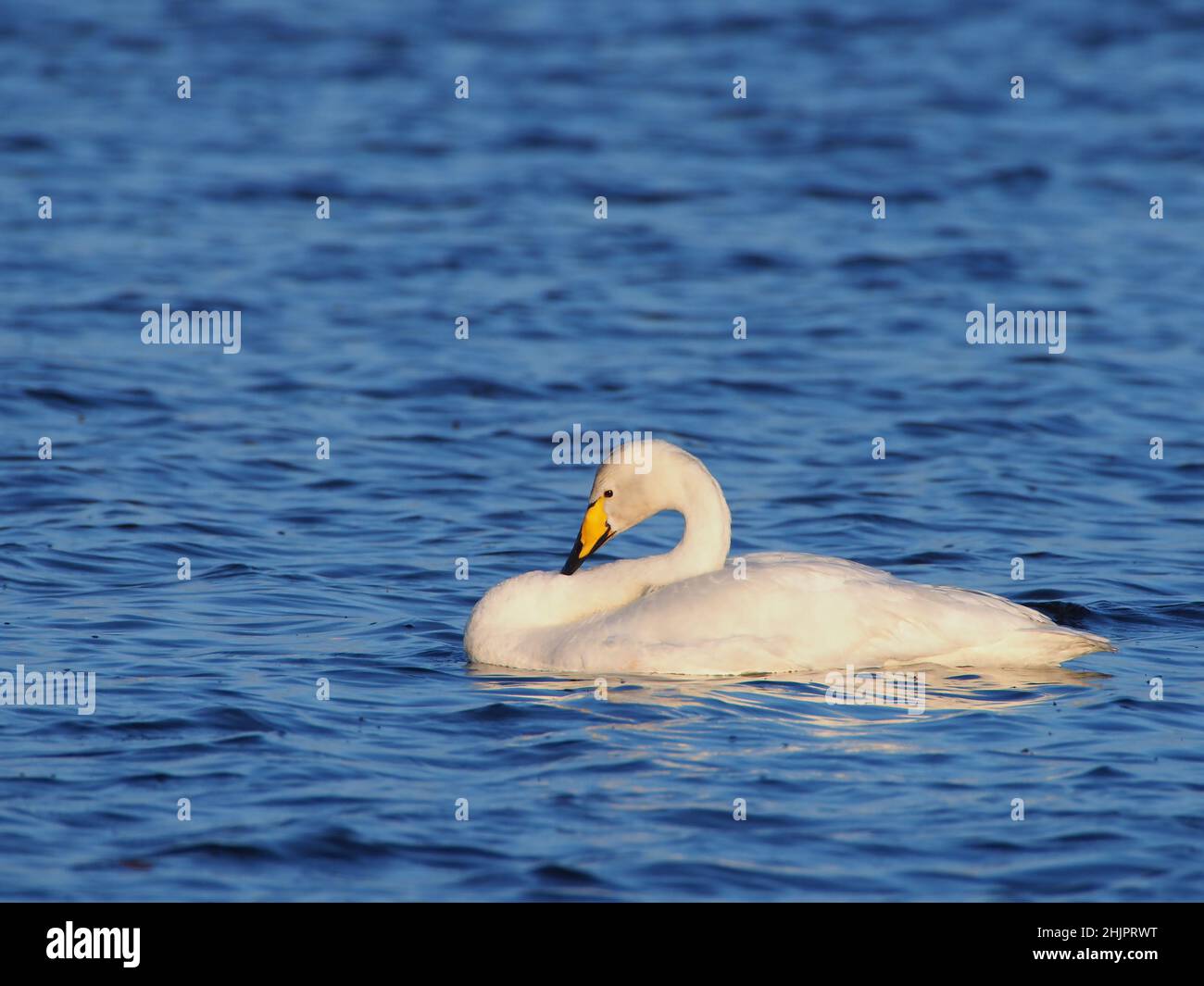 This bird is one of the resident whooper swans now on the Outer ...