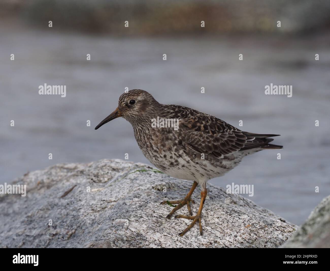 Purple sandpiper Winter on coasts around the UK prior to migrating to ...