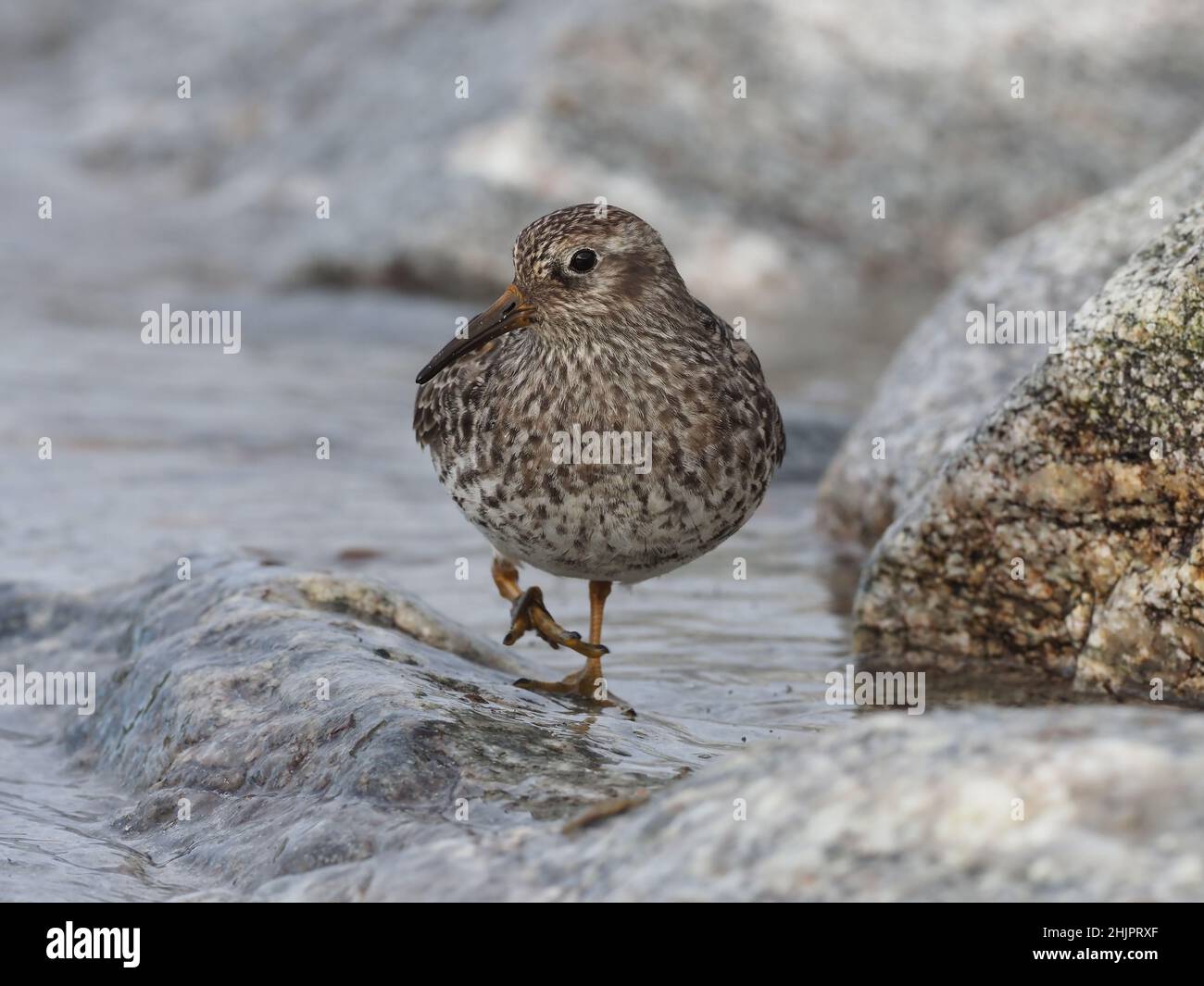 Purple sandpiper Winter on coasts around the UK prior to migrating to ...