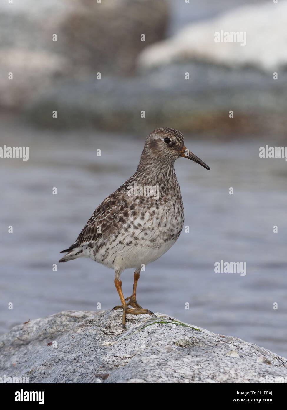 Purple sandpiper Winter on coasts around the UK prior to migrating to ...
