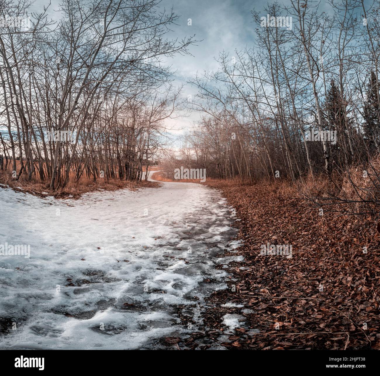 Snow hike through a tree path Stock Photo - Alamy