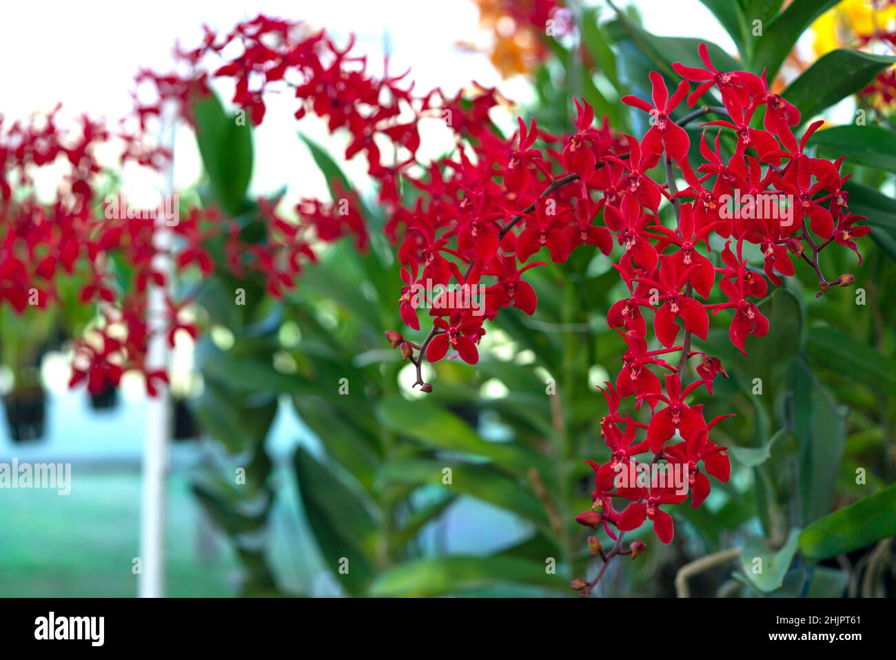 Flower – Renanthera Paloma Picasso Orchid Flower in a blur Background ...
