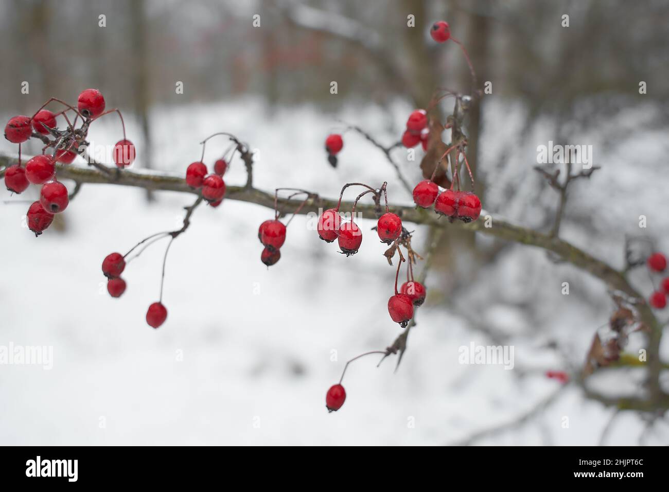 Branches of wild black cherry berry covered with ice crust after ...