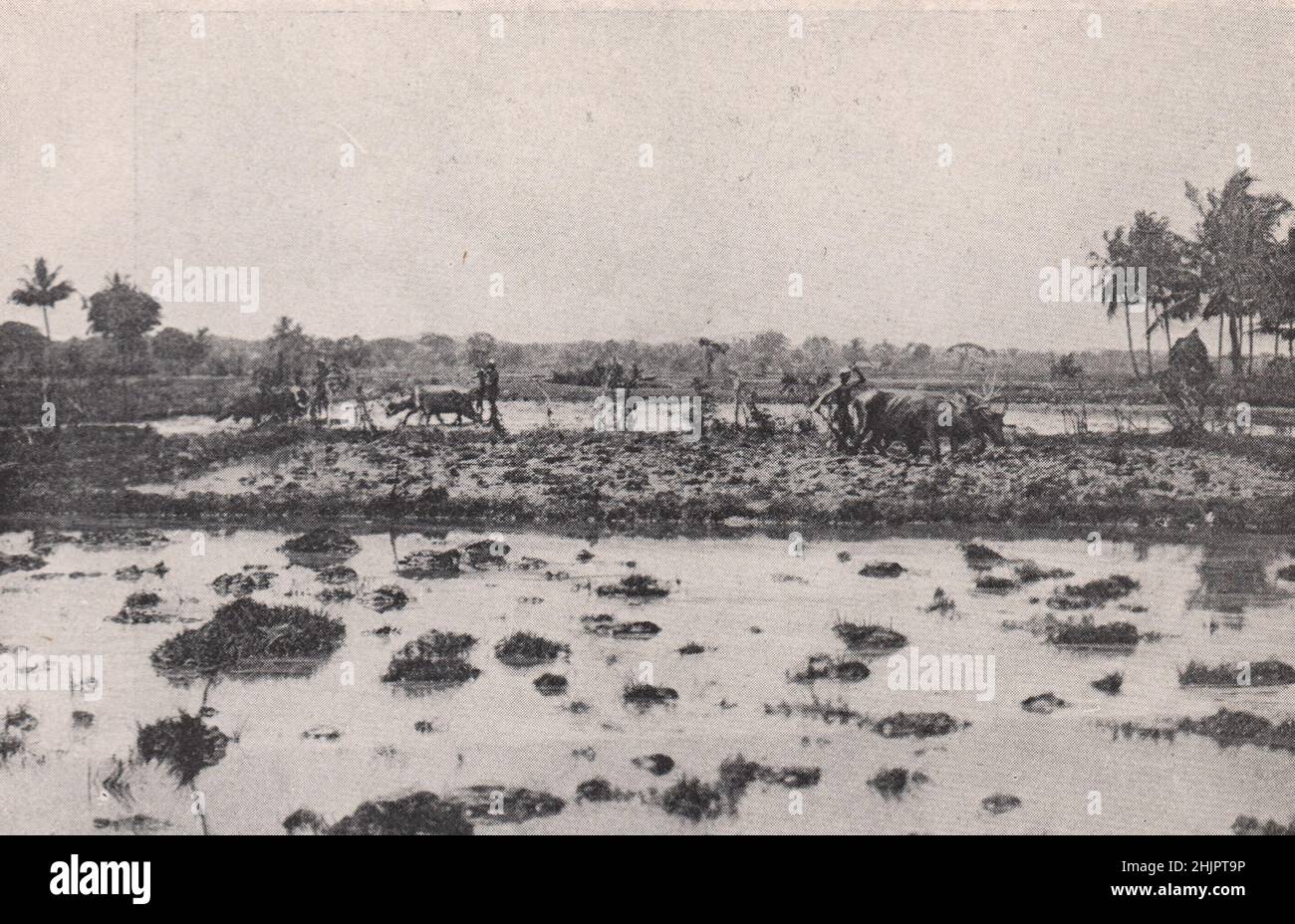 Ploughing paddy-fields in the swampy lowlands. Sri Lanka. Ceylon (1923 ...