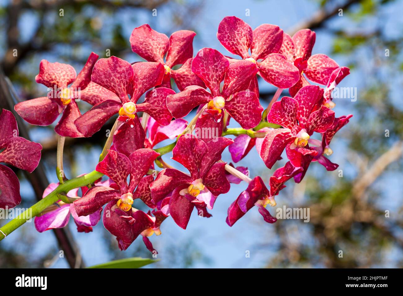 Vanda Orchid Wanda - Queen of orchids,Beautiful purple flower organic ...