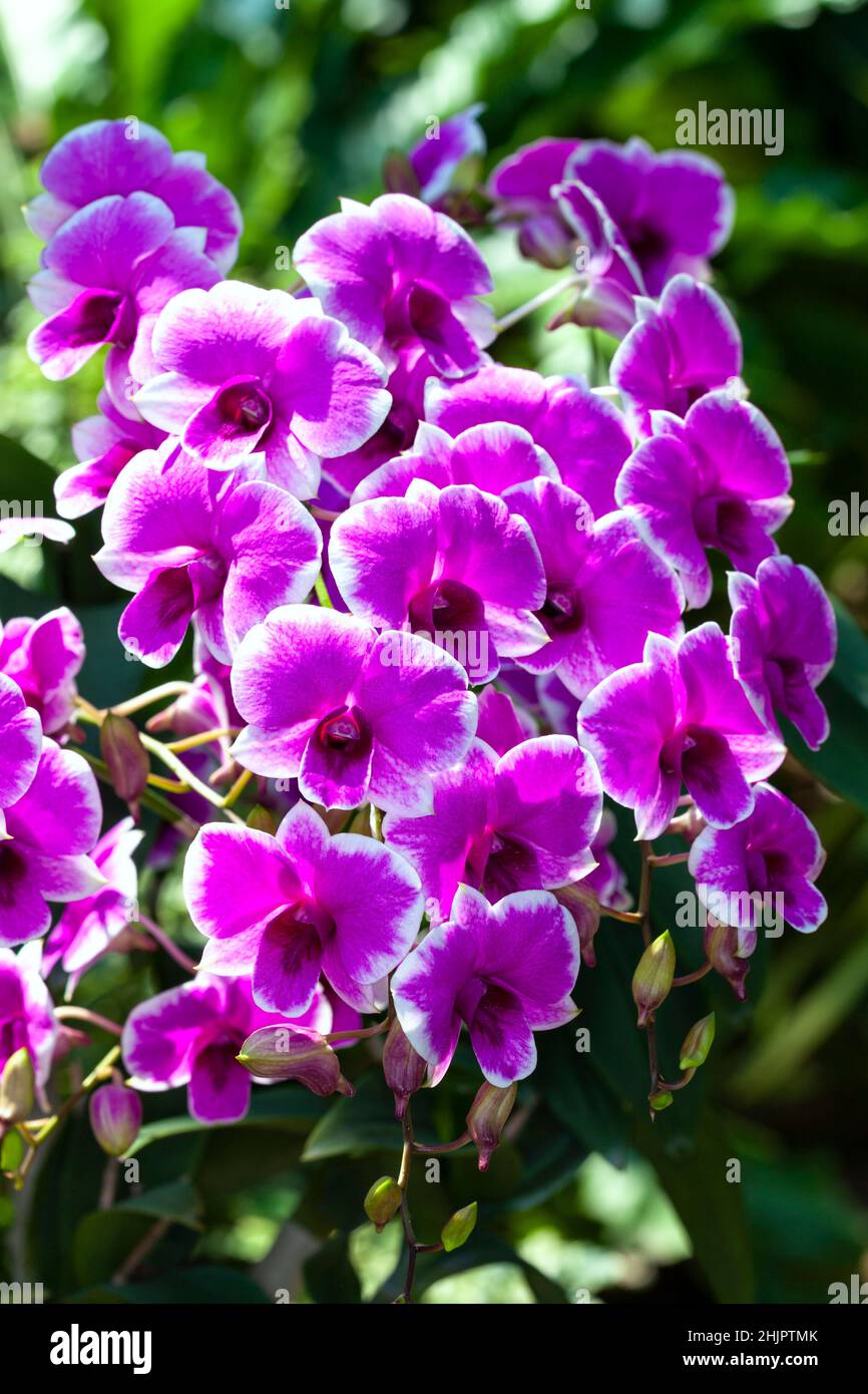 A beautiful pink orchid in the garden. Dendrobium is one of the largest ...