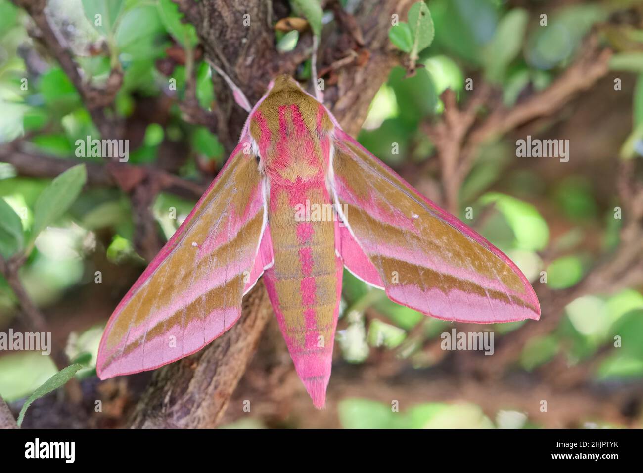 Deilephila elpenor, Large Elephant Hawk-moth at rest Norfolk UK Stock ...