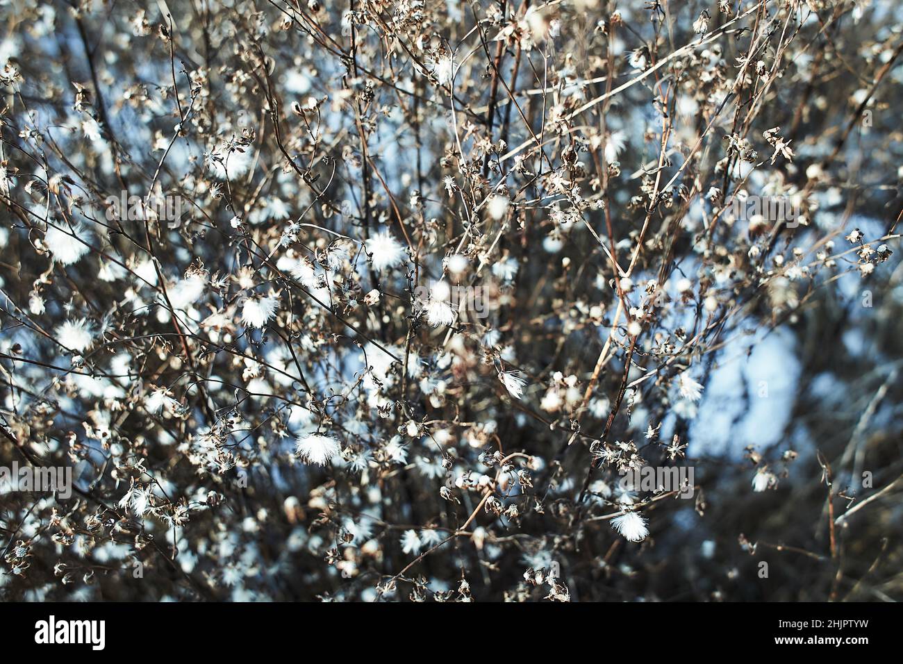Tiny white flowers on dry twigs of wild plant bushes with blurry ...
