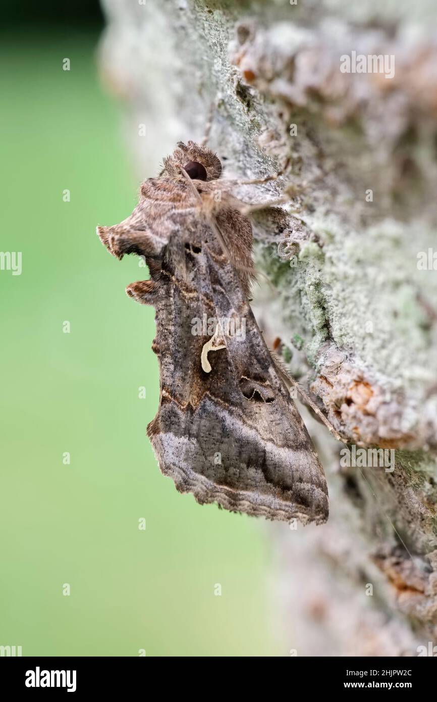 Silver y moth hi-res stock photography and images - Alamy