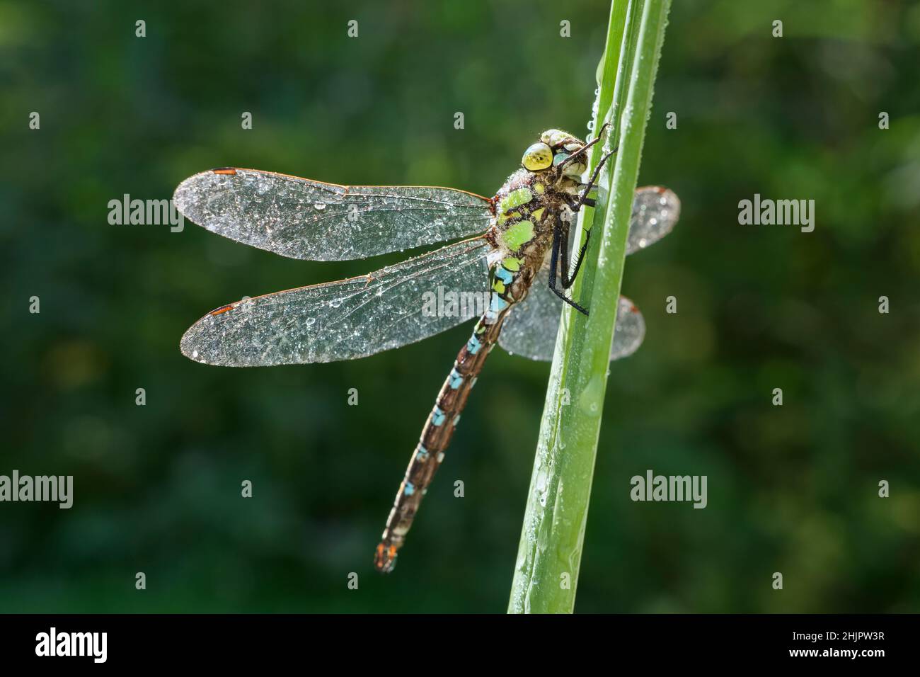Norfolk hawker dragonfly norfolk hi-res stock photography and images ...