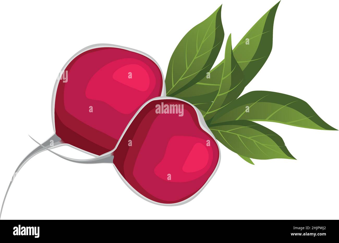 Realistic fresh radish on white background - Vector illustration Stock ...