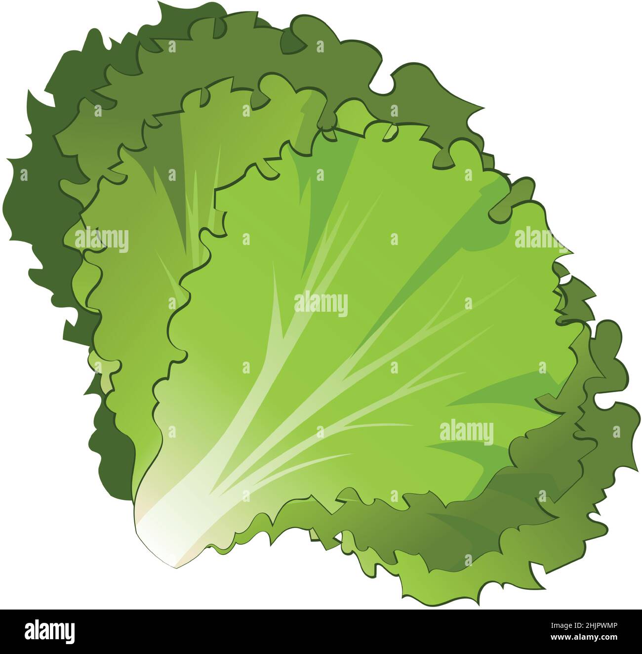 Realistic fresh lettuce leaves white background - Vector illustration ...