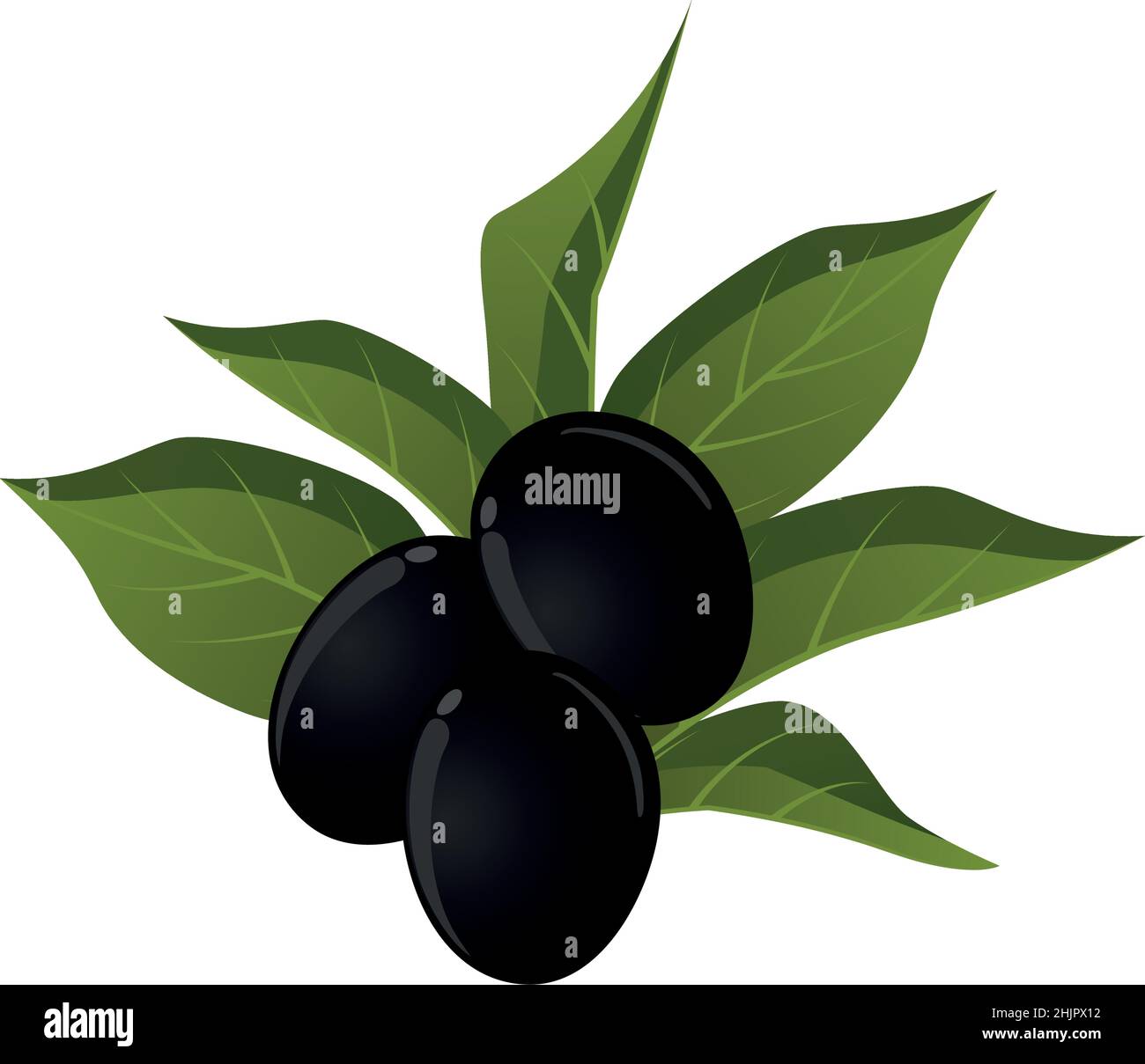 Realistic ripe fresh black olives against white background - Vector ...