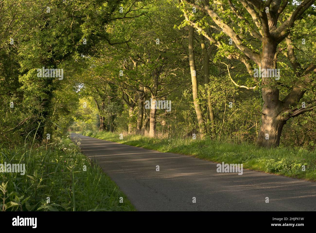 Country Lane in spring with Oak trees Norfolk Stock Photo - Alamy