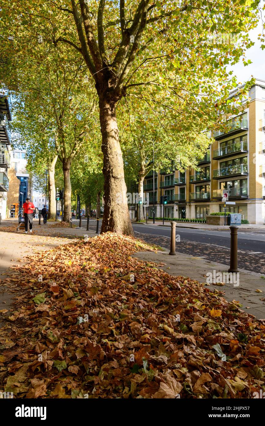 Tree showing pavement blocked by leaves in Chiswick, West London Stock ...