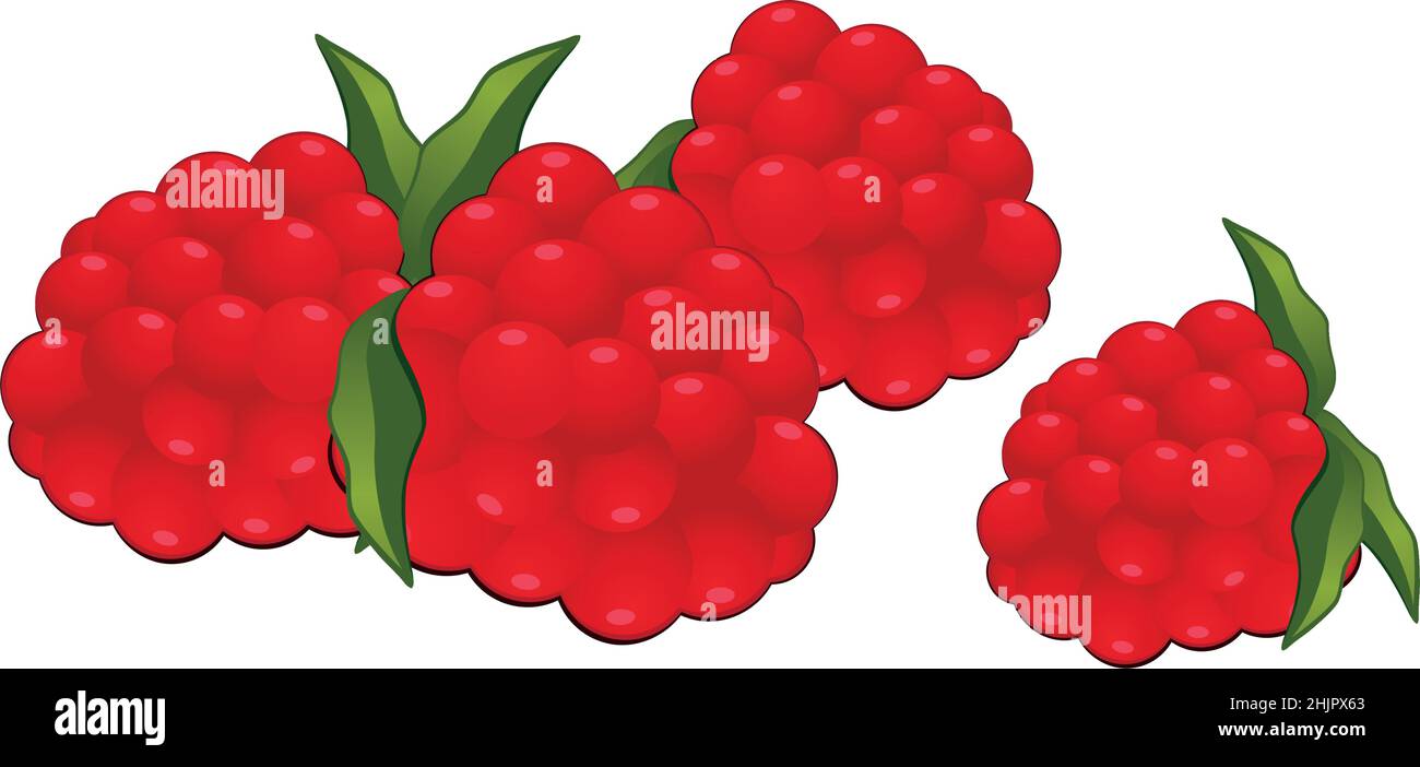 Realistic fresh red raspberry isolated on white background - Vector ...