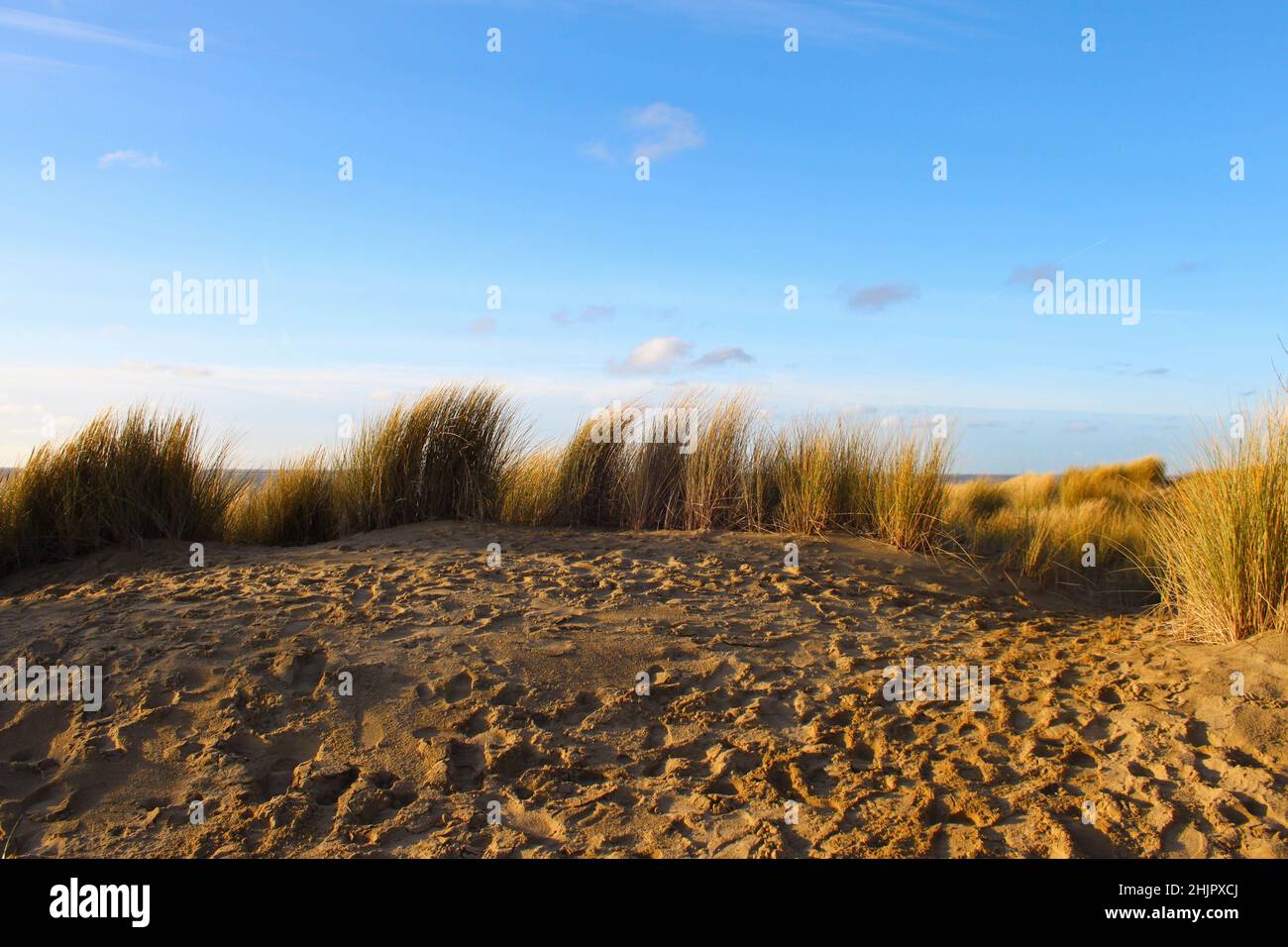 Beach grass marram ammophila hi-res stock photography and images - Alamy