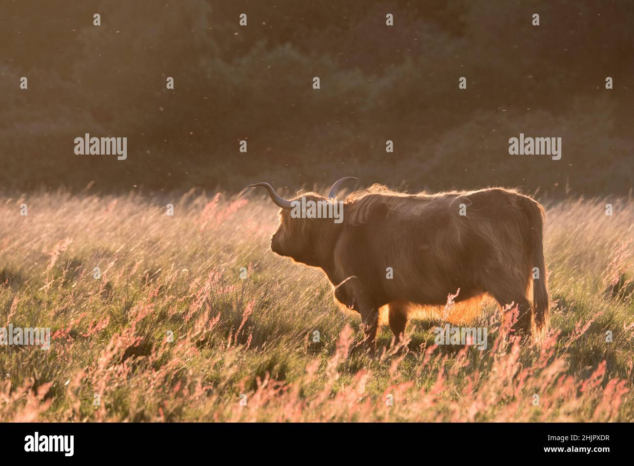 Scottish Highland cattle on Norfolk grazing marsh Norfolk UK Stock ...