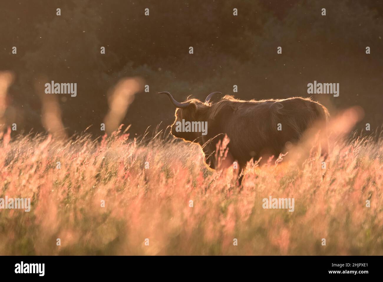 Scottish Highland cattle on Norfolk grazing marsh Norfolk UK Stock ...