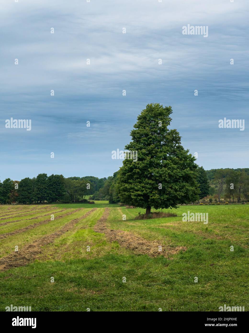 Vertical shot beautiful meadow hi-res stock photography and images - Alamy