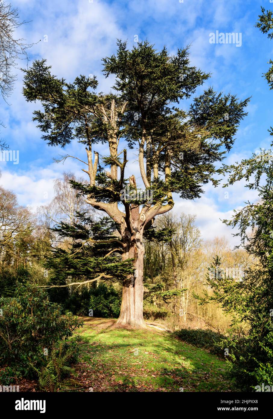 A thing as lovely as a tree hi-res stock photography and images - Alamy