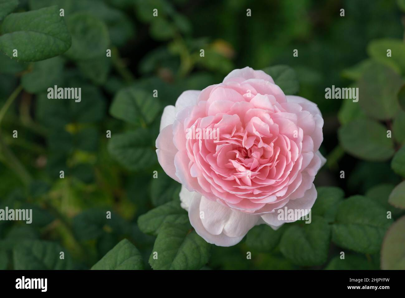 Coral rose flower in roses garden. Top view. Soft focus,Rose flower on ...