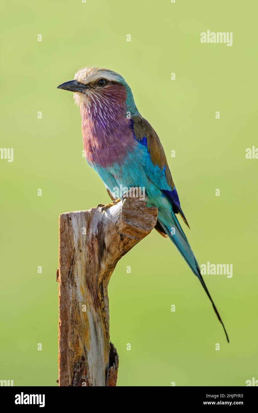Lilac-breasted Roller - Coracias caudatus, beautiful colored bird from ...