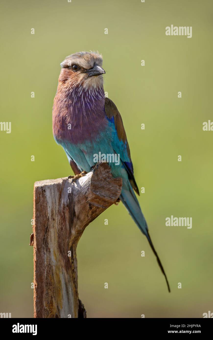 Lilac-breasted Roller - Coracias caudatus, beautiful colored bird from ...